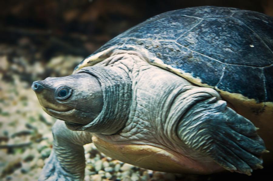 Painted terrapin (Batagur borneoensis)