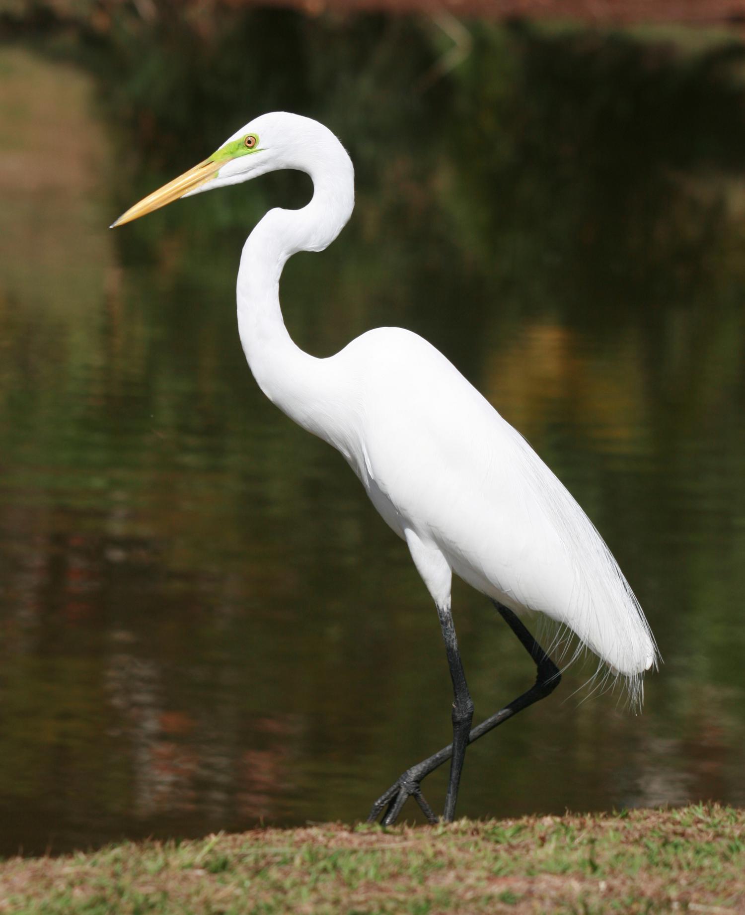 Great Egret Ardea Alba Great Egret Ardea Alba