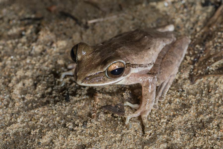 Javan whipping frog (Polypedates leucomystax)
