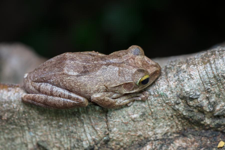 Hong Kong whipping frog (Polypedates megacephalus)