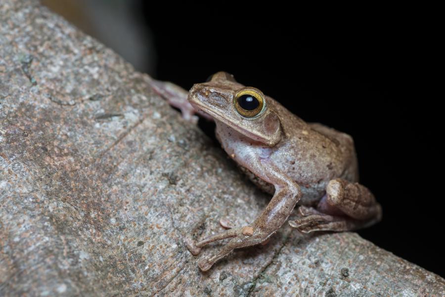 Hong Kong whipping frog (Polypedates megacephalus)
