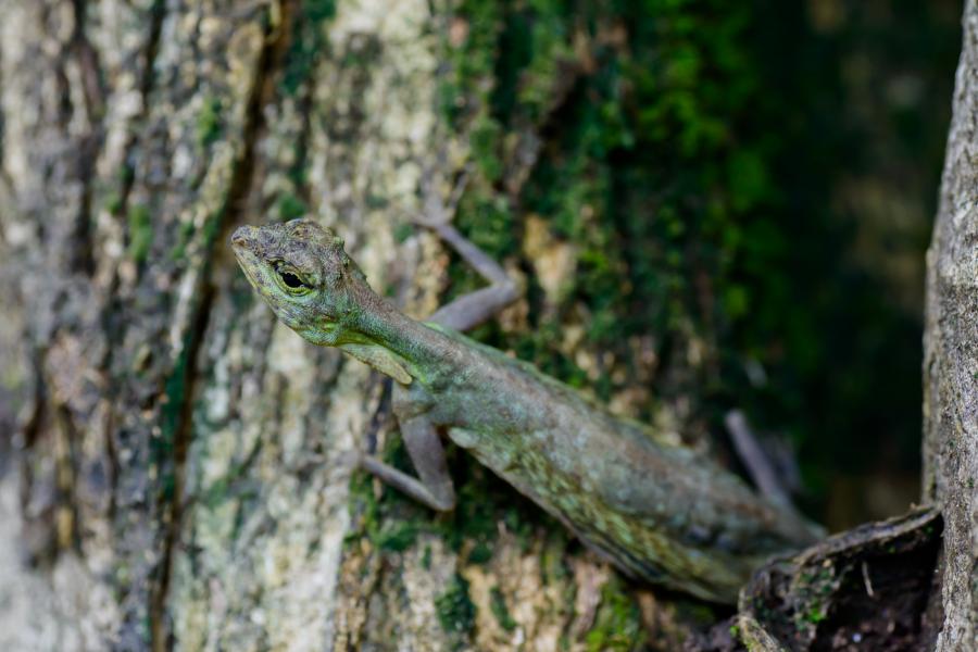 Blanford's flying dragon (Draco blanfordii)