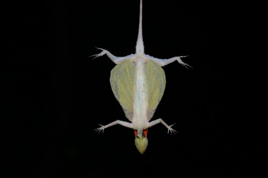Blanford's flying dragon (Draco blanfordii)