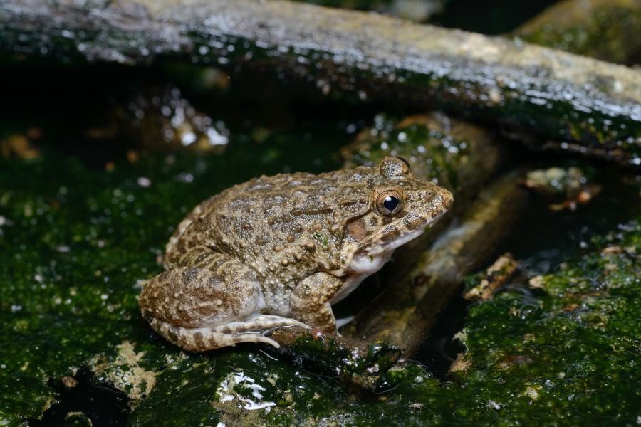 Brackish frog (Fejervarya moodiei)