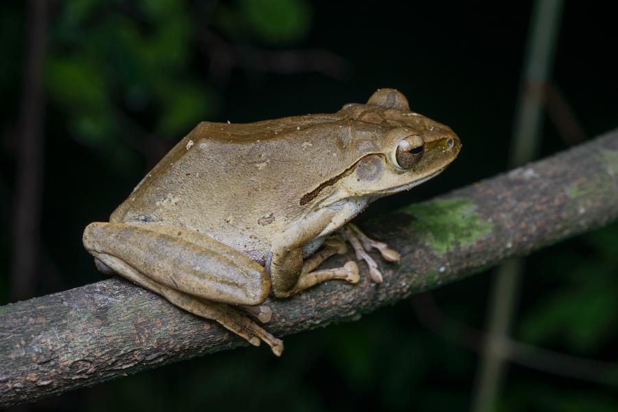 Hong Kong whipping frog (Polypedates megacephalus)