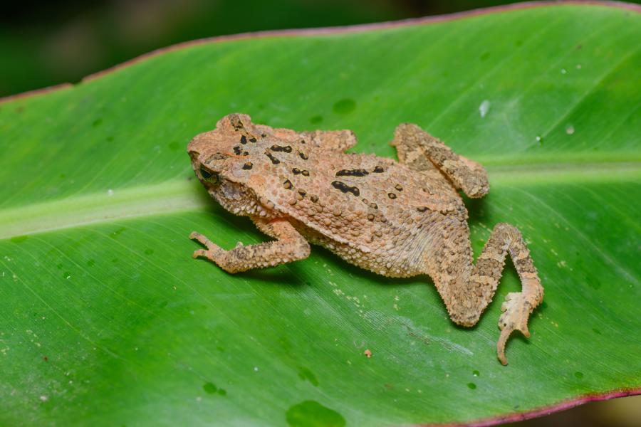 Lesser toad (Ingerophrynus parvus)