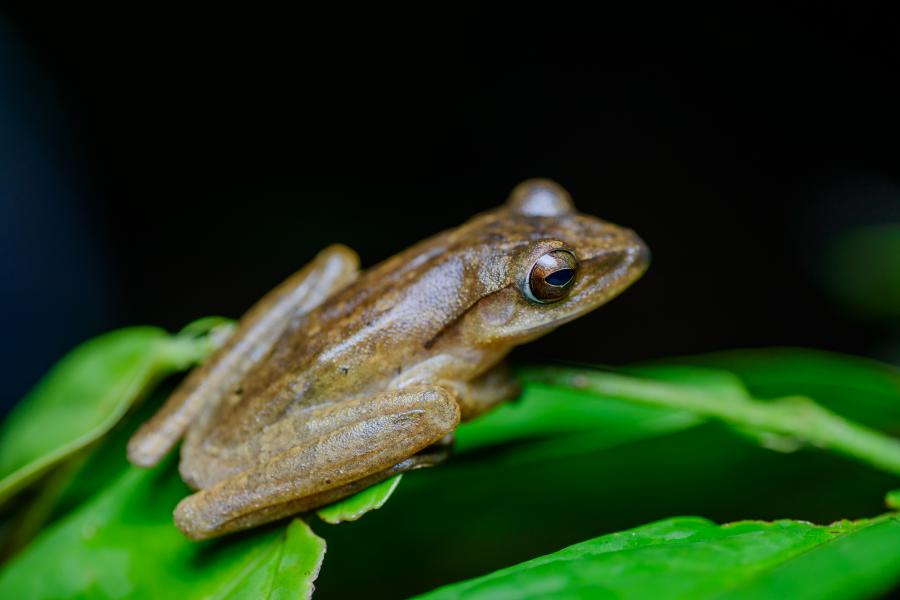 Javan whipping frog (Polypedates leucomystax)