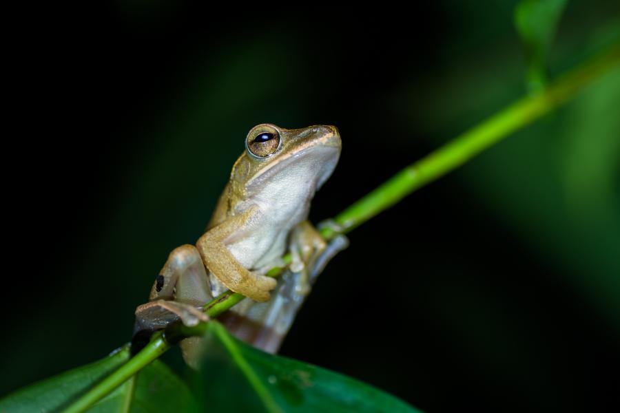 Javan whipping frog (Polypedates leucomystax)