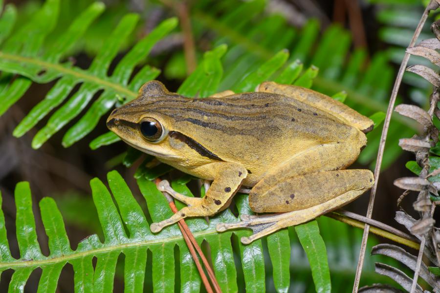 Hong Kong whipping frog (Polypedates megacephalus)
