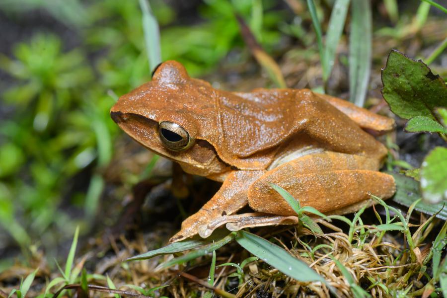 Hong Kong whipping frog (Polypedates megacephalus)