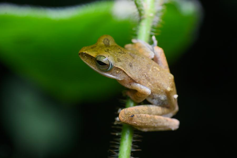 Javan whipping frog (Polypedates leucomystax)