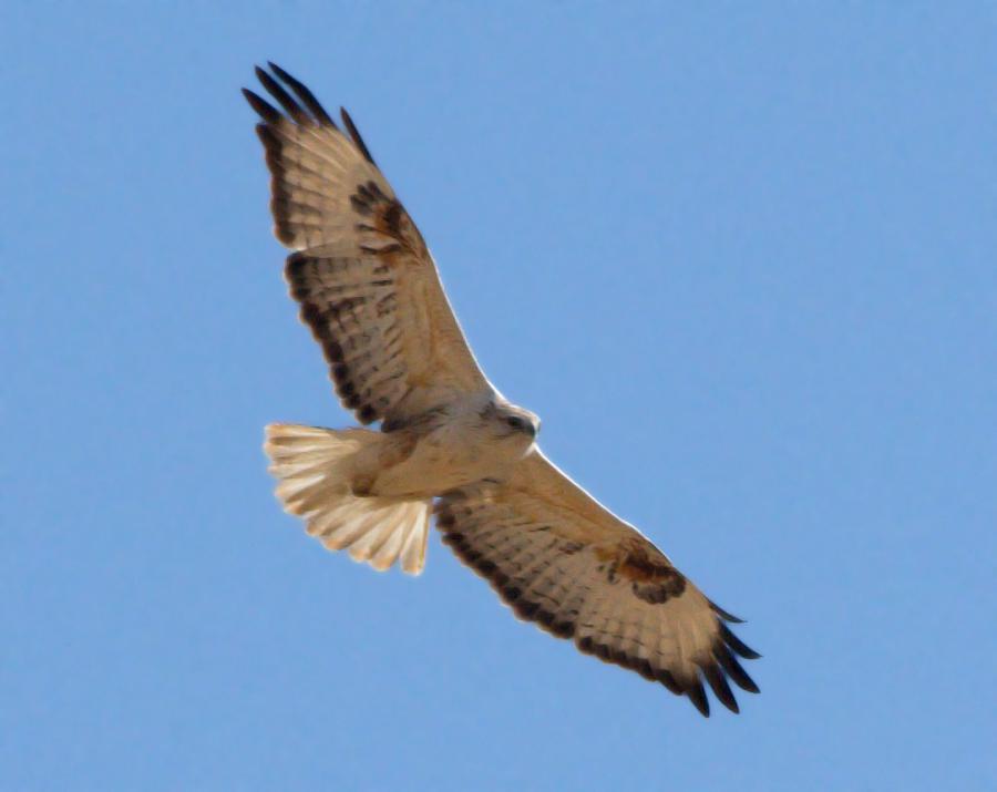 Long-legged buzzard (Buteo rufinus)