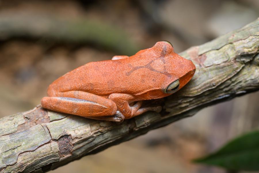 Hong Kong whipping frog (Polypedates megacephalus)