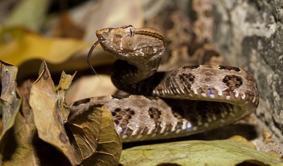 Brown-spotted pit viper (Protobothrops mucrosquamatus)