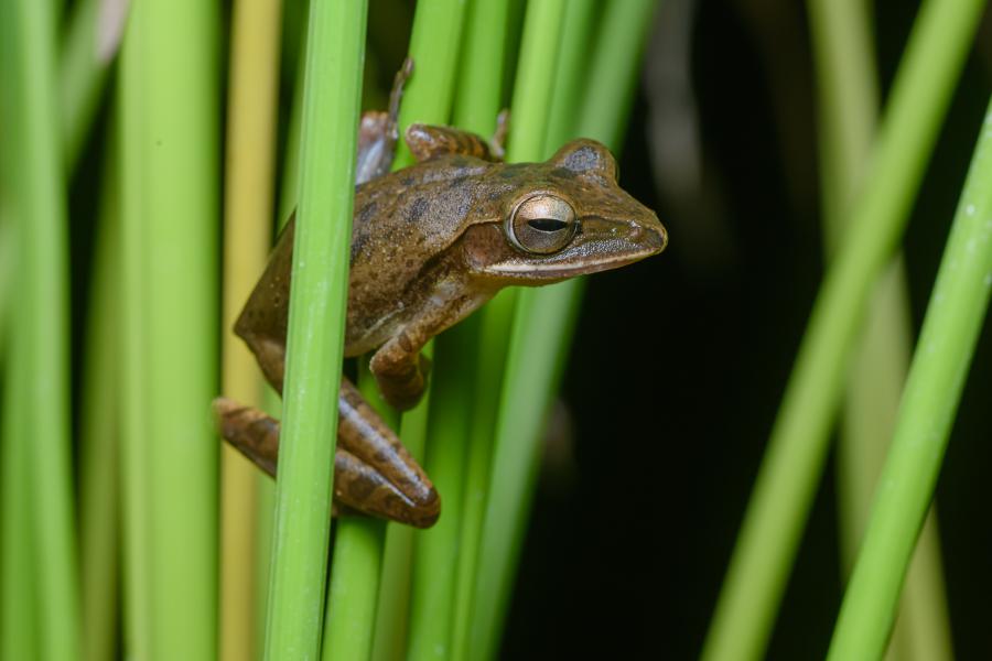 Javan whipping frog (Polypedates leucomystax)