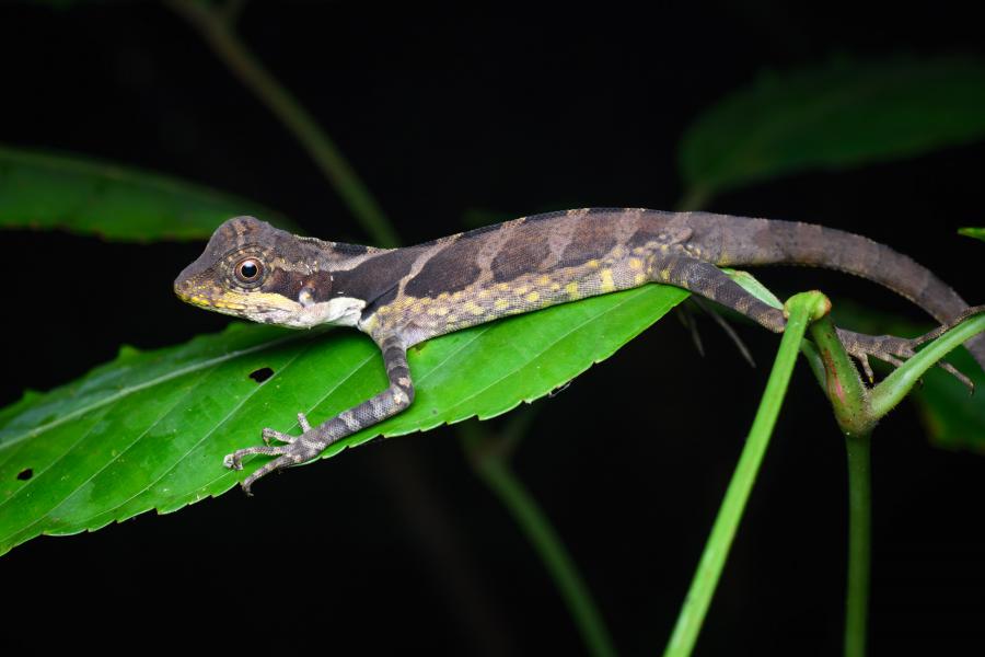Great anglehead lizard (Gonocephalus grandis)