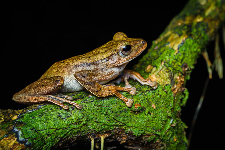 Malayan whipping frog (Polypedates discantus)