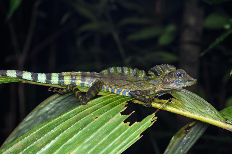 Great anglehead lizard (Gonocephalus grandis)