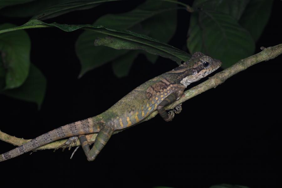 Great anglehead lizard (Gonocephalus grandis)