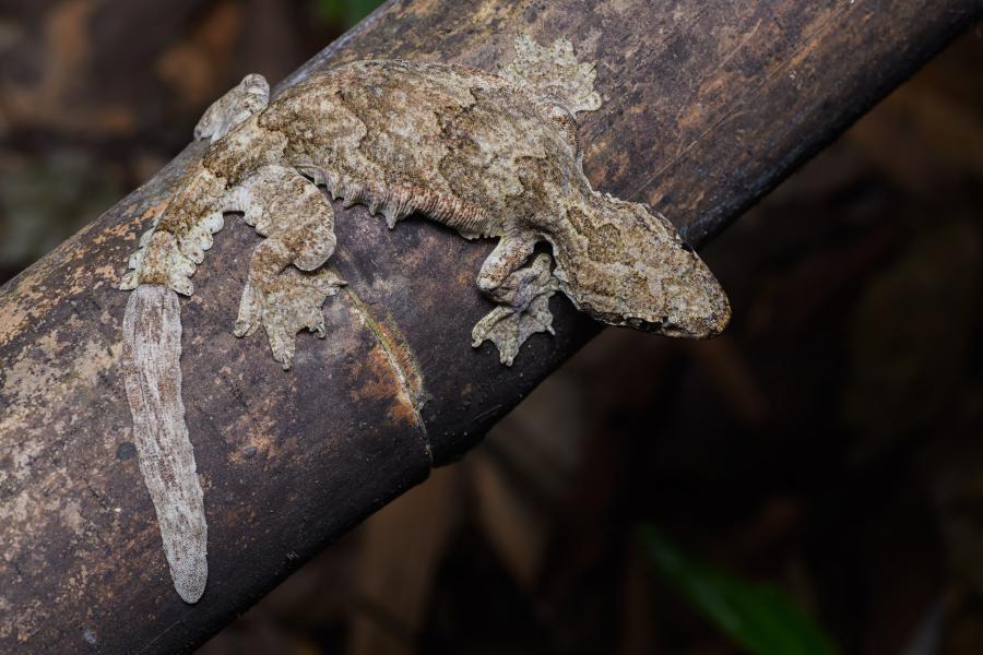 Cambodian parachute gecko (Gekko tokehos)