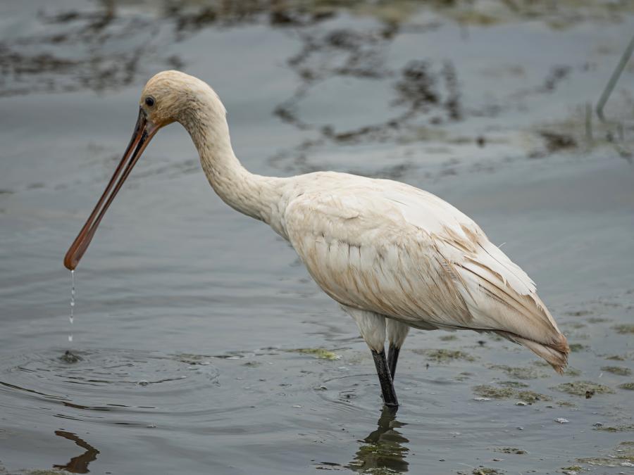 Eurasian spoonbill (Platalea leucorodia)