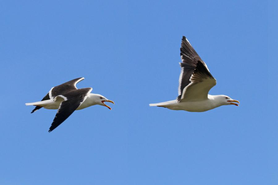 Lesser black-backed gull (Larus fuscus)