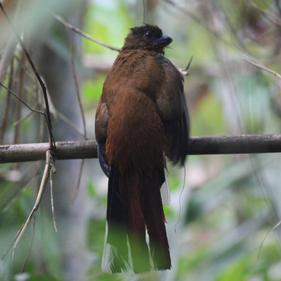 Red-headed trogon (Harpactes erythrocephalus)