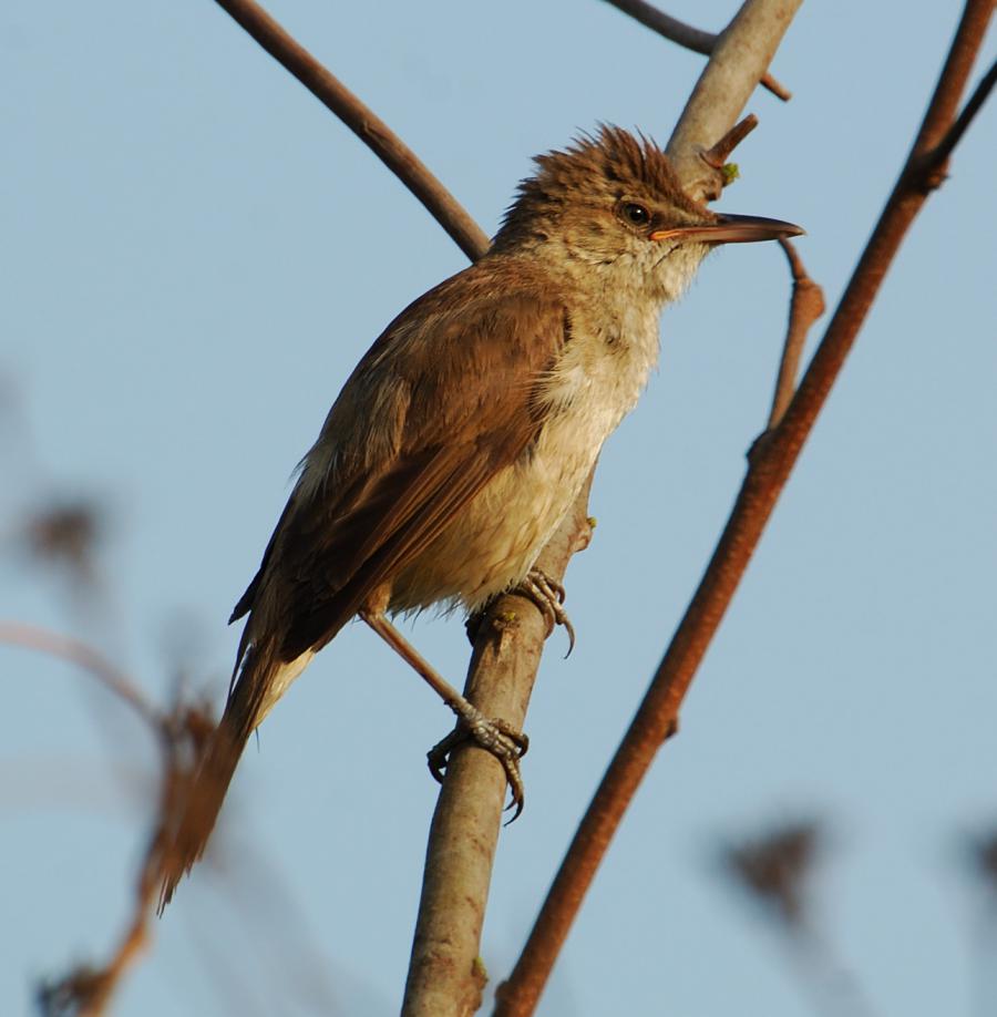 Clamorous reed warbler (Acrocephalus stentoreus)