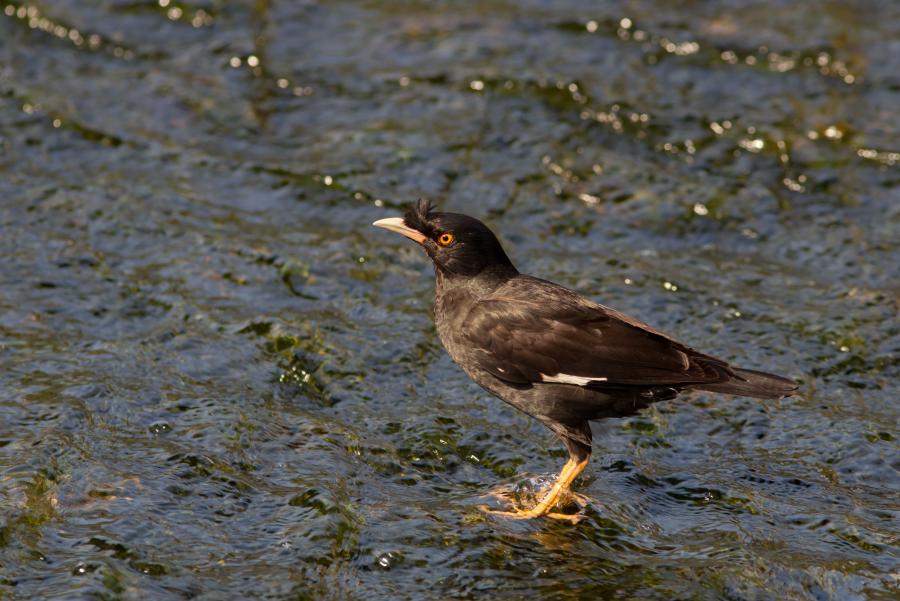 Crested myna (Acridotheres cristatellus)