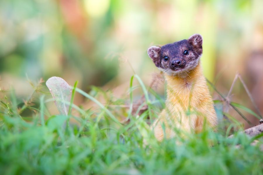 Yellow-throated marten (Martes flavigula)