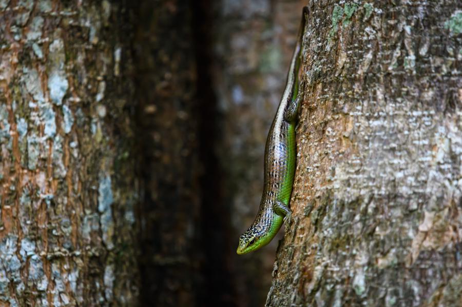 Olive tree skink (Dasia olivacea)