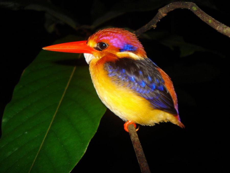 Oriental dwarf kingfisher (Ceyx erithaca)