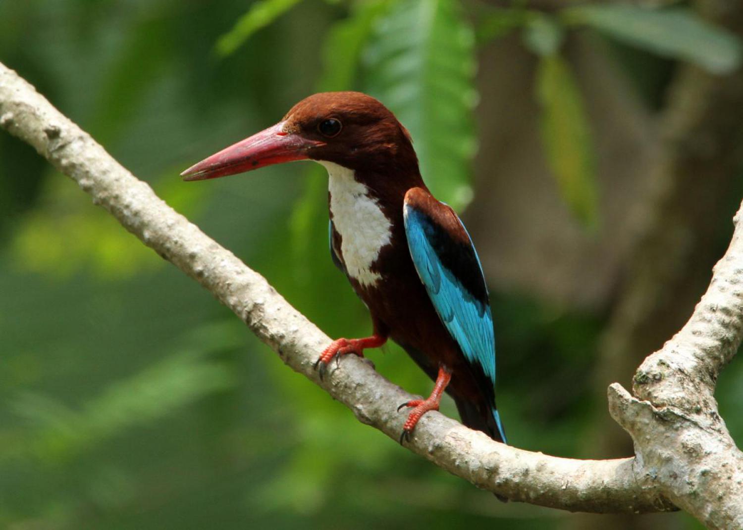 White throated Kingfisher Halcyon Smyrnensis 